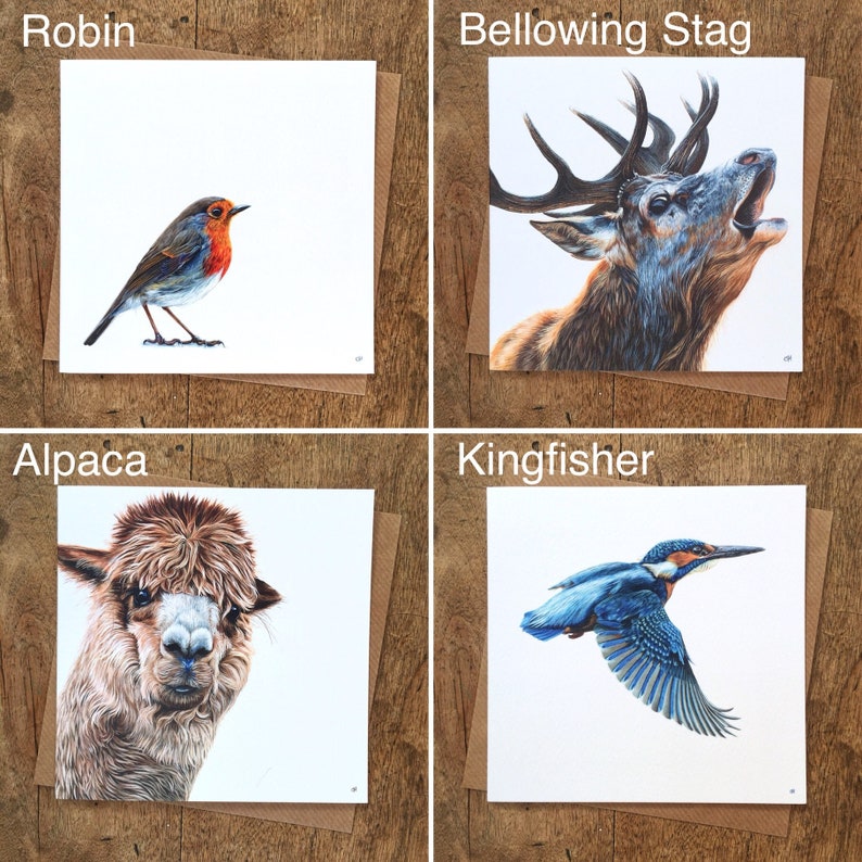 Animal Greetings Cards Mix and Match Multipack Any 5 Cards Animal Cards ...