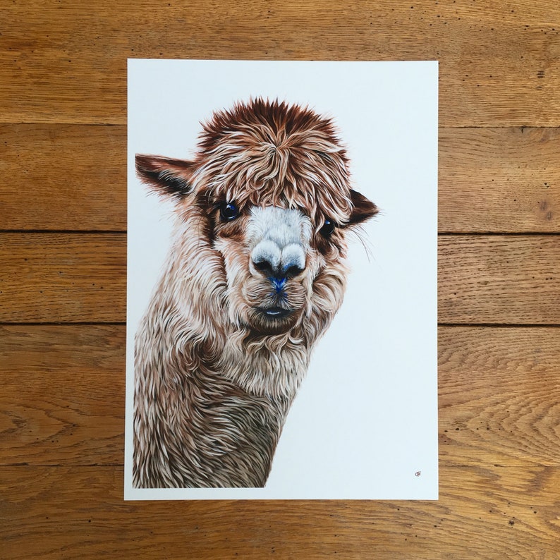Alpaca Print A4 Unmounted Print Alpaca Print Alpaca Painting Alpaca Art ...