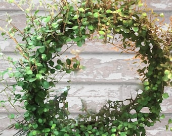 Angel Vine Live Plant (muehlenbeckia Complexa) - Etsy