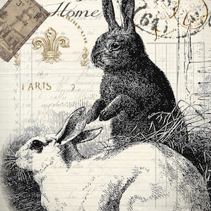 Vintage Art Print-animal Black and White Sitting Rabbits - Etsy