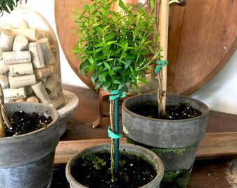 Myrtle Topiary 6 Pot Real Live Topiary Plant - Etsy