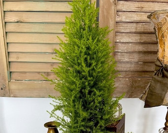 Lemon Cypress Tree Plant • Mini Tree Houseplant for Indoor/outdoor ...