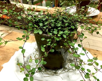 Angel Vine “wire Vine” Plant - Etsy