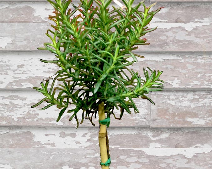 4” Rosemary Tree, Small Rosemary Christmas Tree, Live Plants, Holidays ...