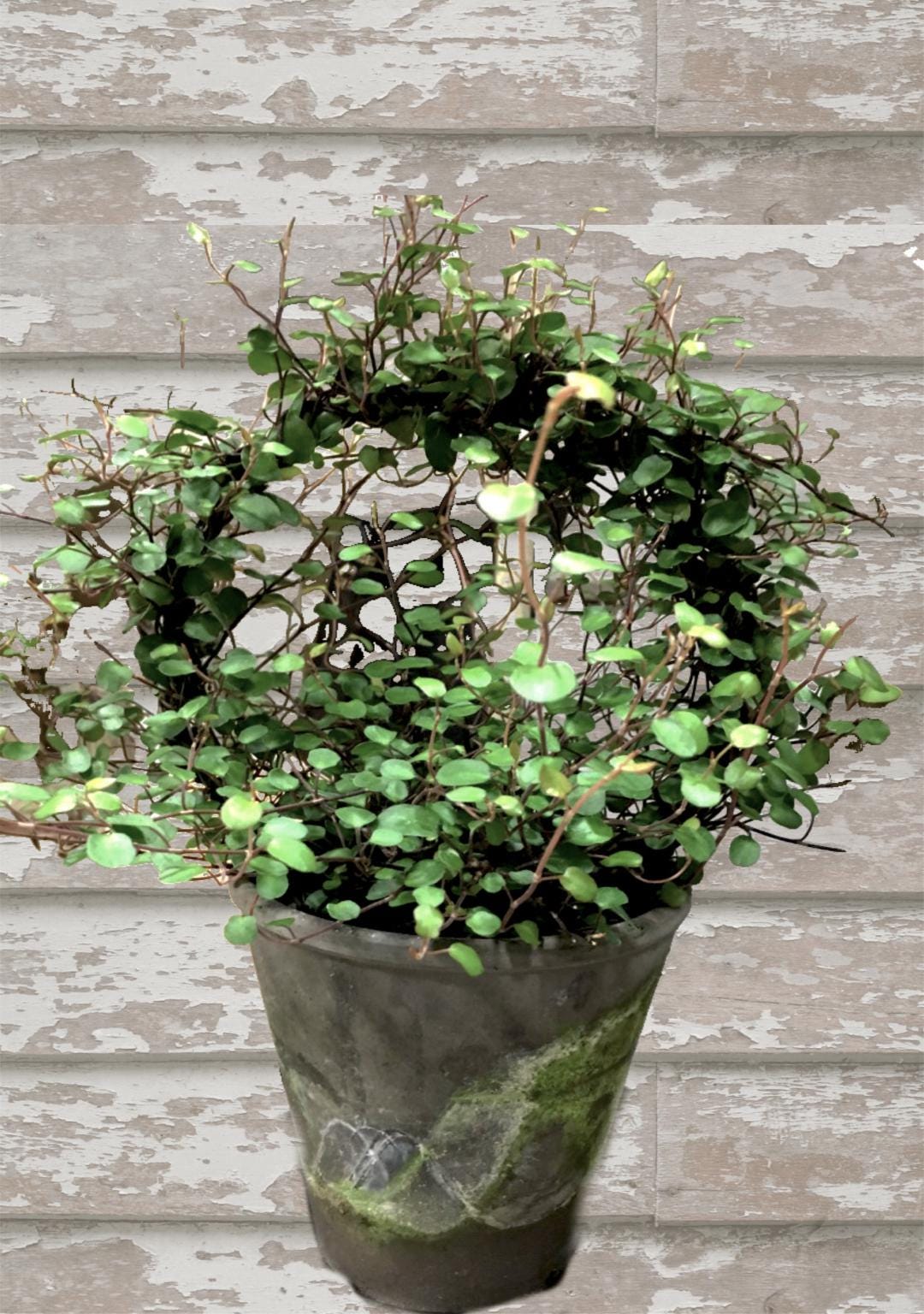 Live Plants-angel Vine Ring - Etsy