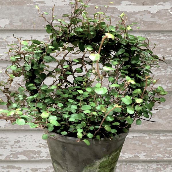 Angel Vine Plant - Etsy