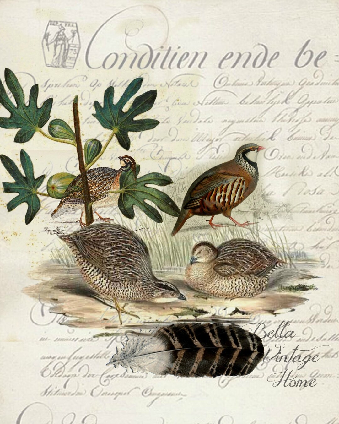 Vintage Art Print-bird-quail - Etsy