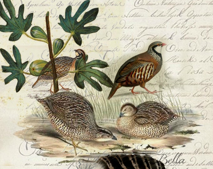Vintage Art Print-bird-quail - Etsy