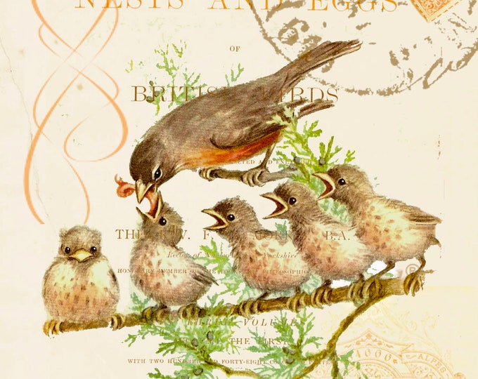 Vintage Art Print-bird-robin With Babies - Etsy
