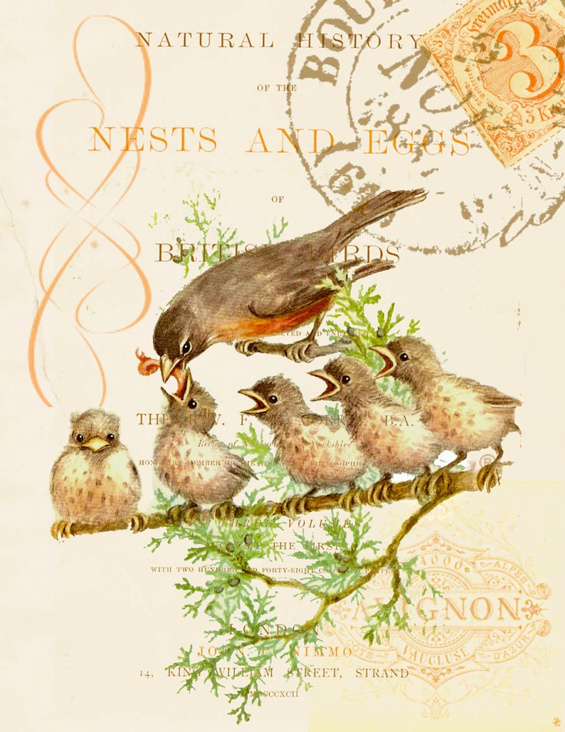 Vintage Art Print-bird-robin With Babies - Etsy