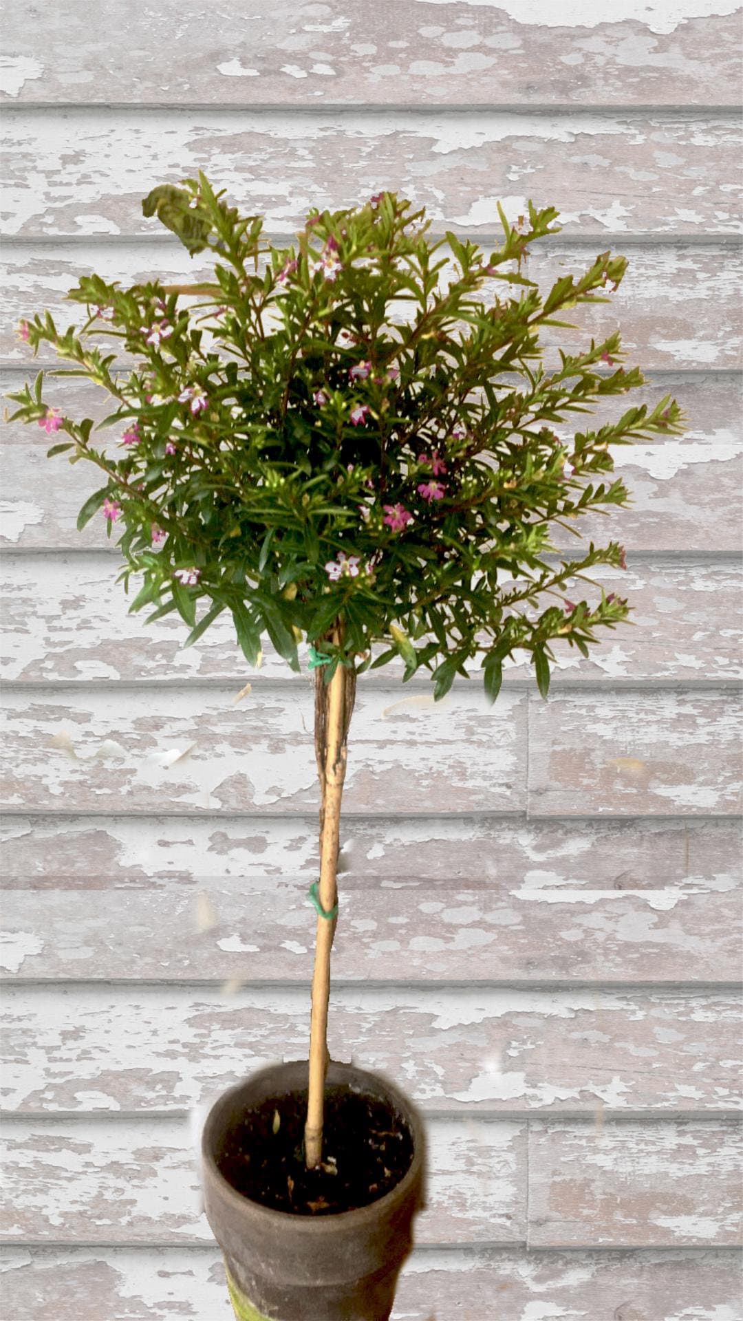 Live Plants-mexican Heather Purple Topiary - Etsy