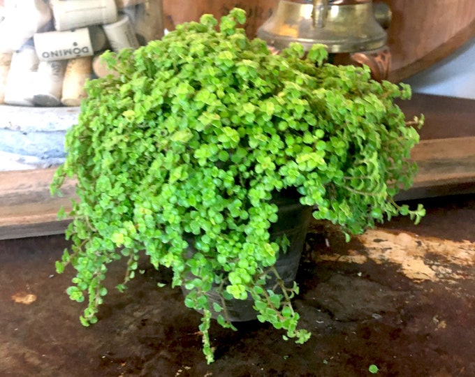 Live Plants-lime Green Pilea Plant HEAT - Etsy