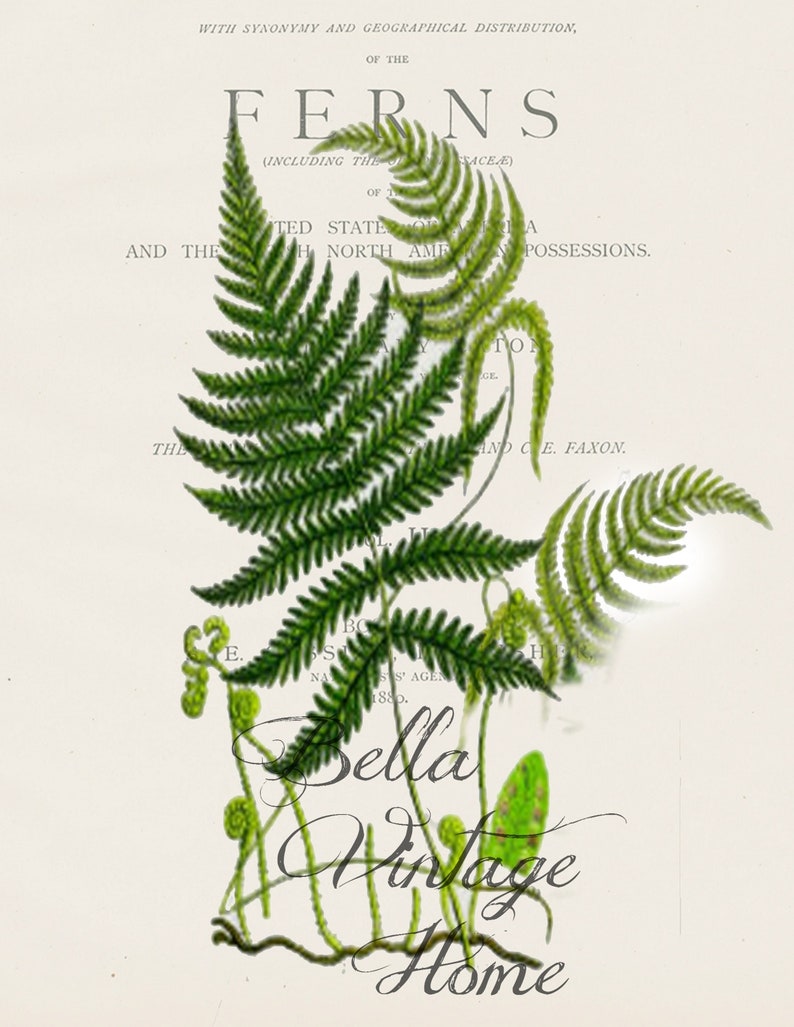Vintage Art Print- Floral Fern II - Etsy