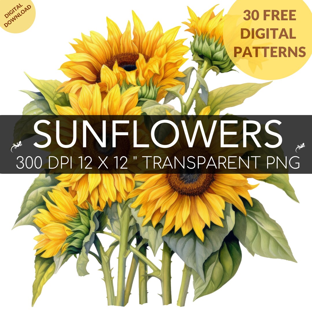 125 Sunflower Fall Clipart Bundle With 30 Free Sunflower Digital ...