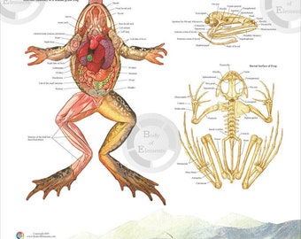 frog dissection muscles