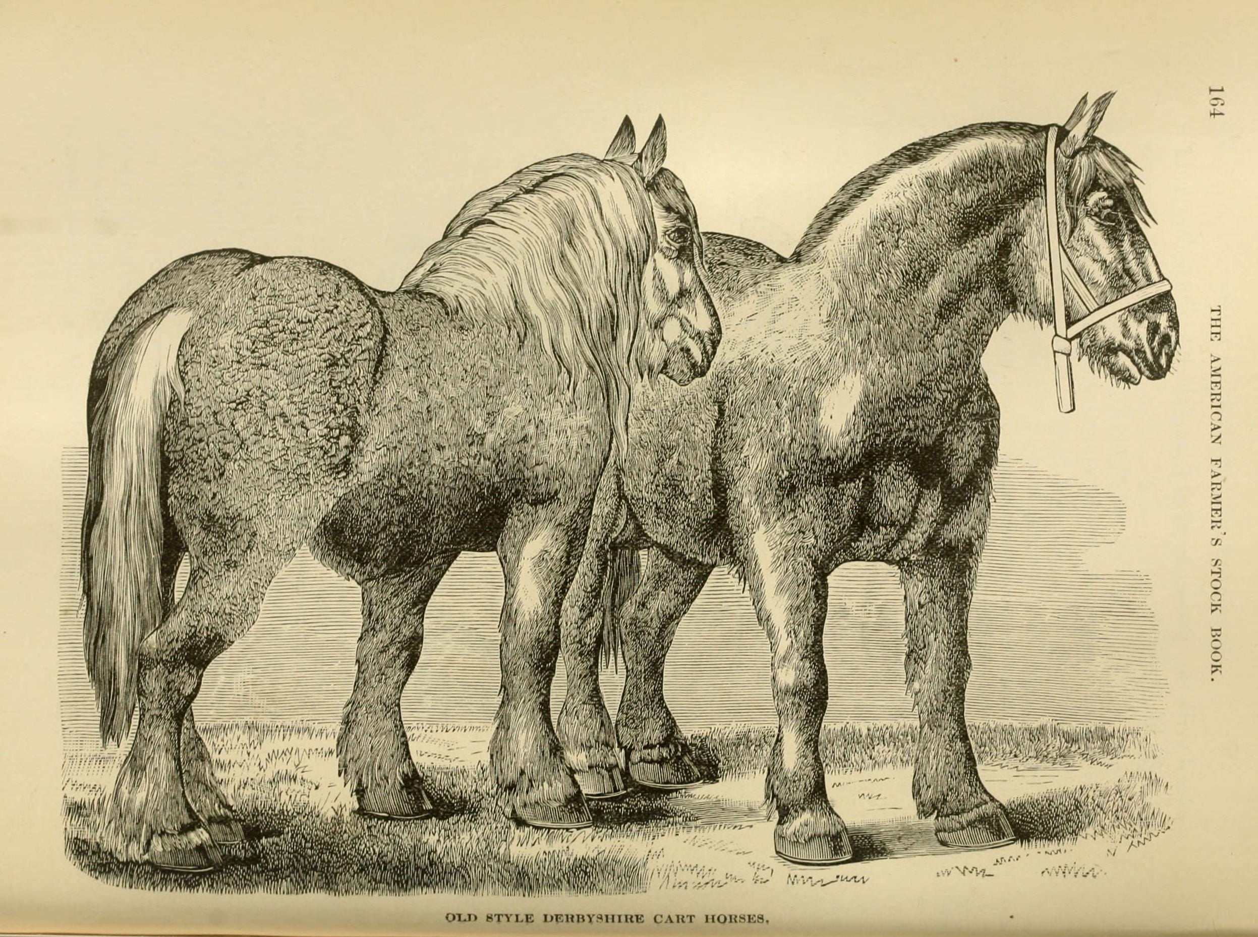 Horse Equestrian 92 Vintage Old Horseback Riding Ephemera Digital Print ...