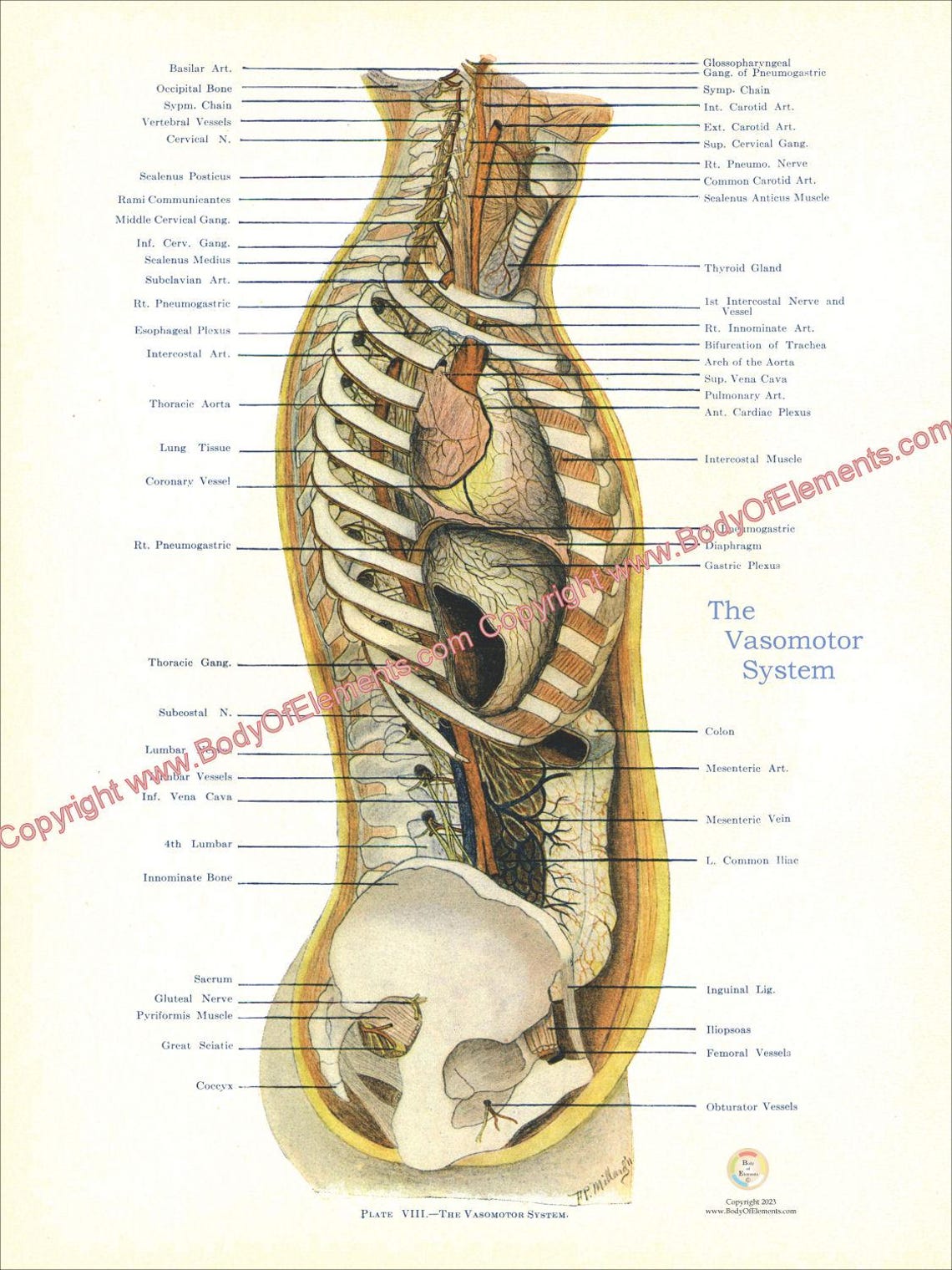 Osteopathic Sympathetic Chain Nerve Plexuses Vasomotor System Spinal ...