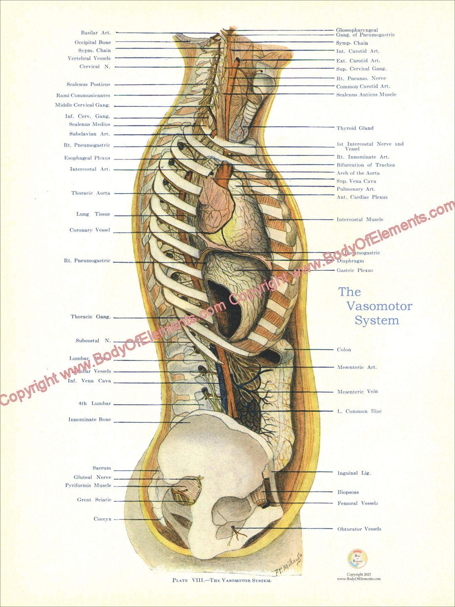 Osteopathic Sympathetic Chain Nerve Plexuses Vasomotor System Spinal ...