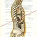 Osteopathic Sympathetic Chain Nerve Plexuses Vasomotor System Spinal ...