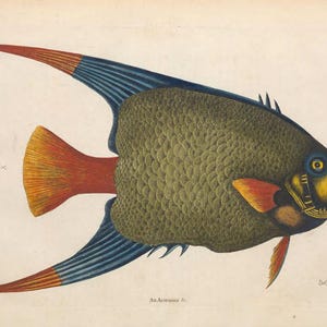 Sea Life Fish Ocean Vintage Old Illustrations Ephemera Digital Print ...