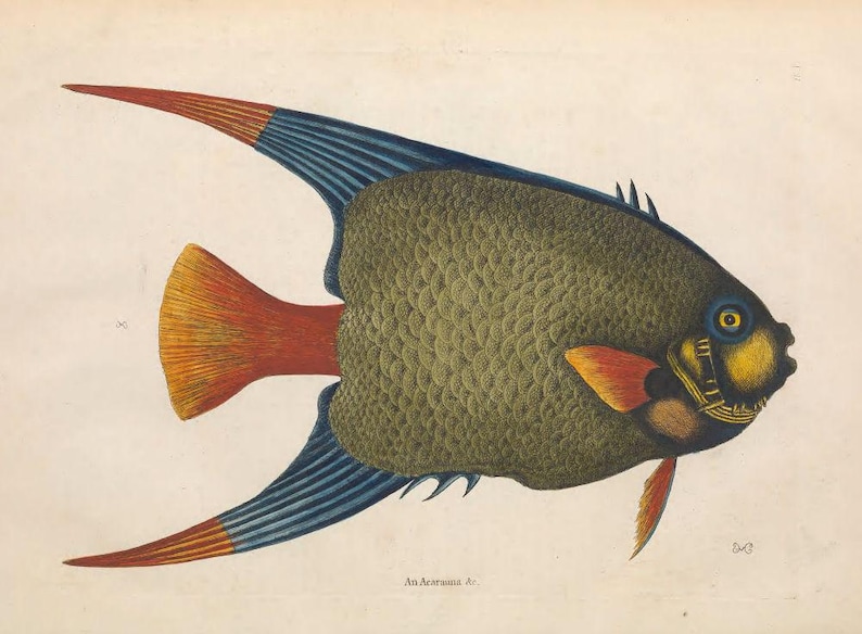 Sea Life Fish Ocean Vintage Old Illustrations Ephemera Digital Print ...