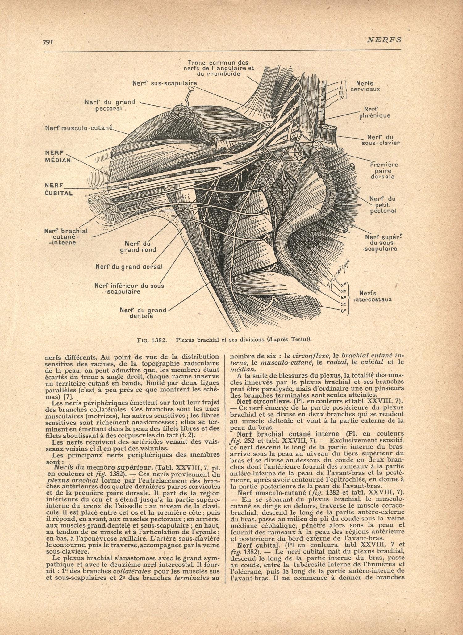 Larousse Medical Illustre Vintage Anatomy Illustrations in French ...