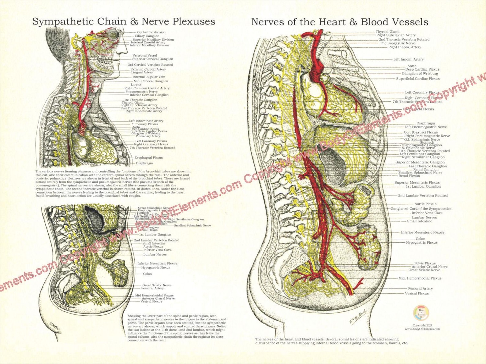 Osteopathic Sympathetic Chain Nerve Plexuses Vasomotor System Spinal ...