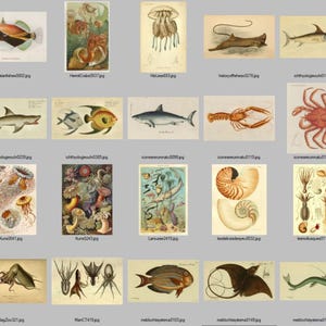 Sea Life Fish Ocean Vintage Old Illustrations Ephemera Digital Print ...