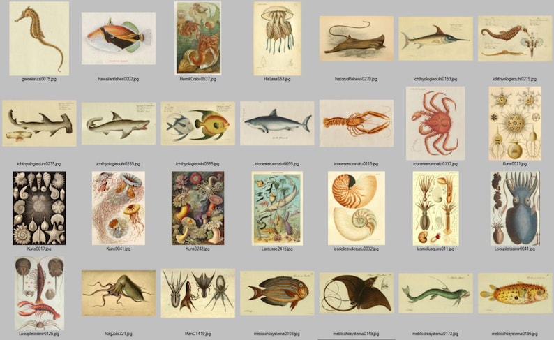 Sea Life Fish Ocean Vintage Old Illustrations Ephemera Digital Print ...