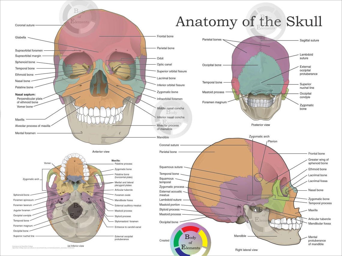 Human Skull Skeletal Anatomy Anatomical Cranium Medical Print Digital ...
