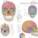 Human Skull Skeletal Anatomy Anatomical Cranium Medical Print Digital ...
