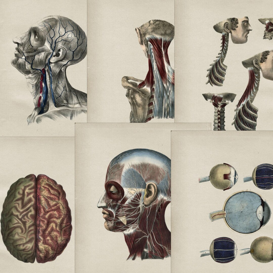 Vintage Medical Ephemera 27 Digital Print Download Junk Journal Anatomy ...