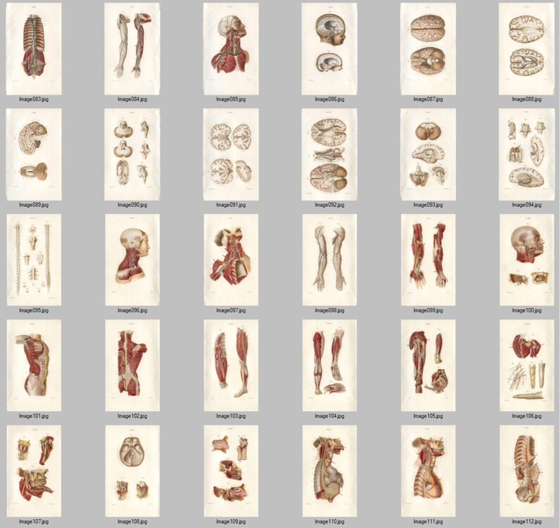 Vintage Old 1852 Anatomy 112 Illustrations Medical Ephemera Digital ...