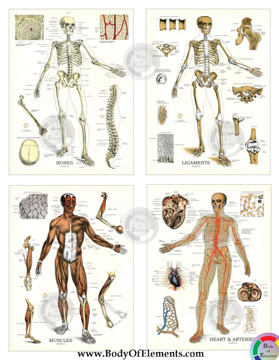 8 Human Anatomy Posters Digital Download Prints Clinic Wall Charts ...