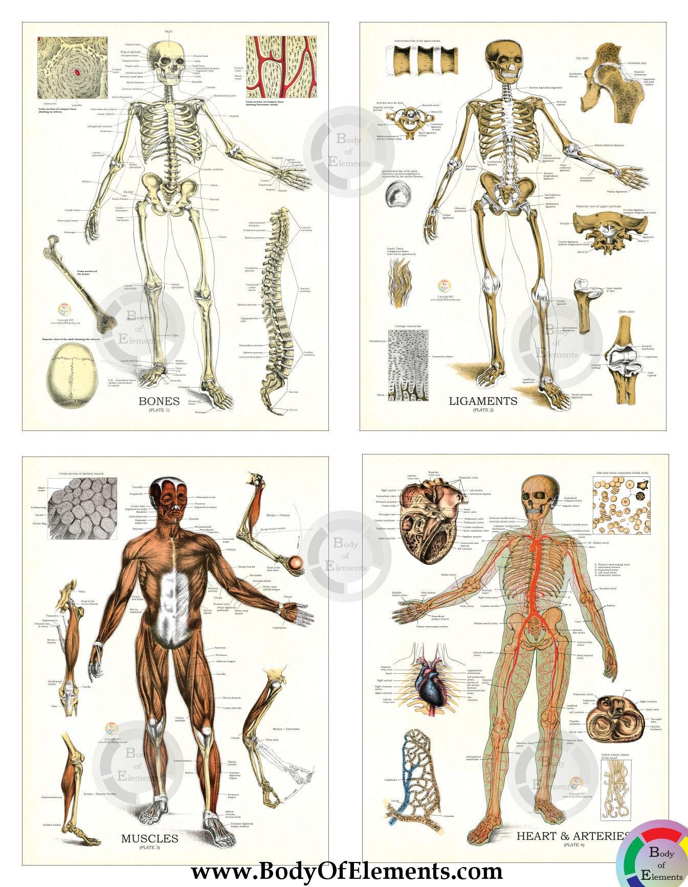 8 Human Anatomy Posters Digital Download Prints Clinic Wall Charts ...
