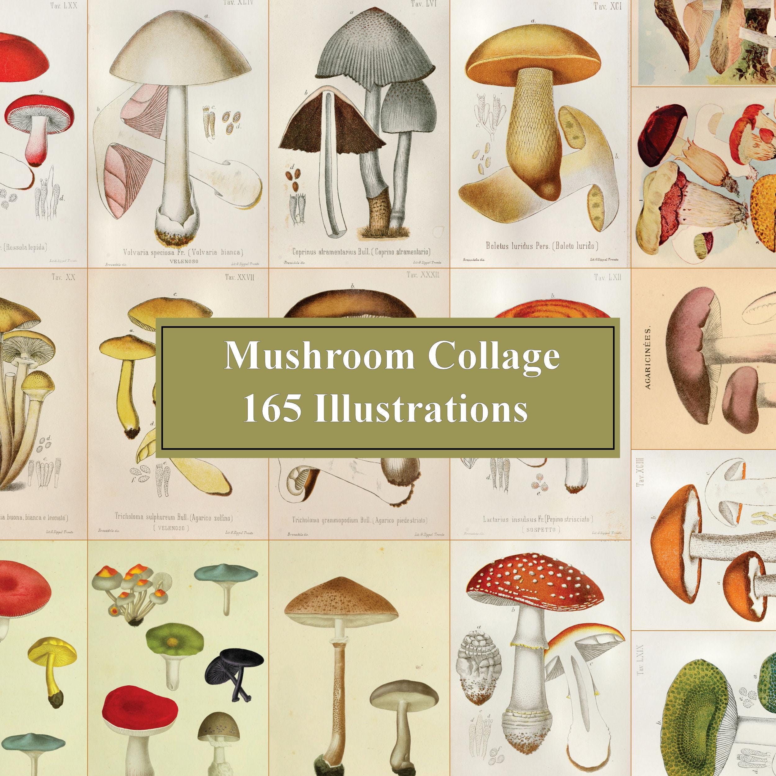 165 Vintage Old Mushroom Illustrations Sheets Digital Print Download ...