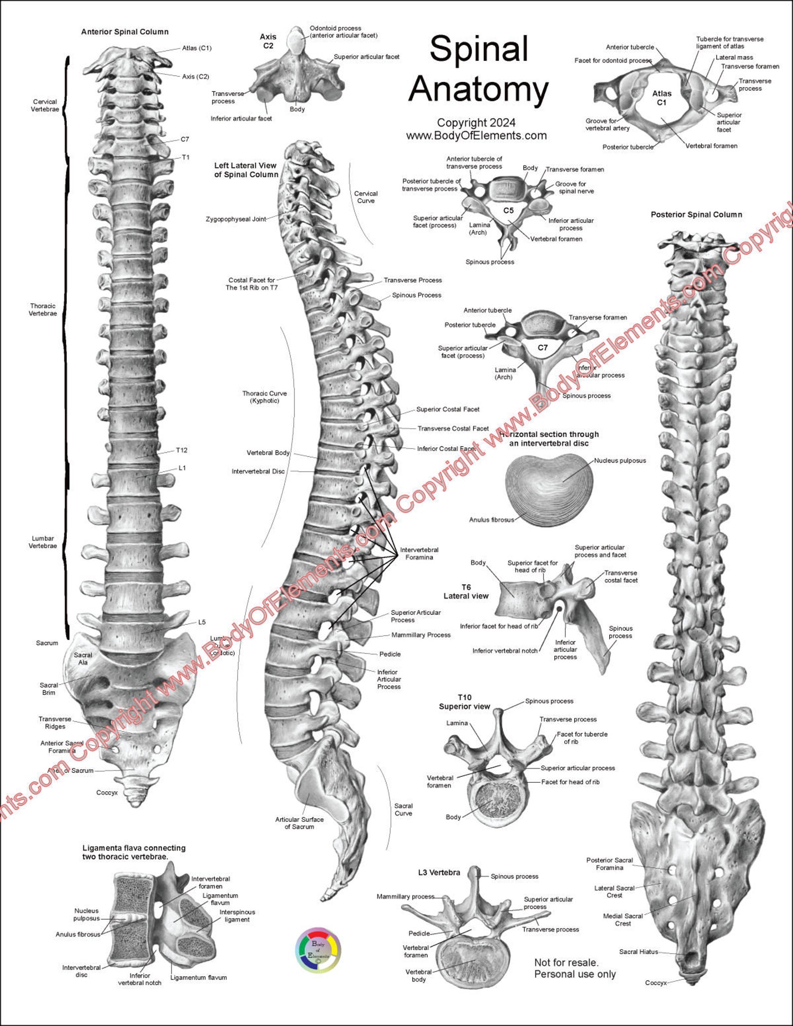 Spinal Anatomy Study Reference Clinic Handout Chiropractic Medical 8.5 ...