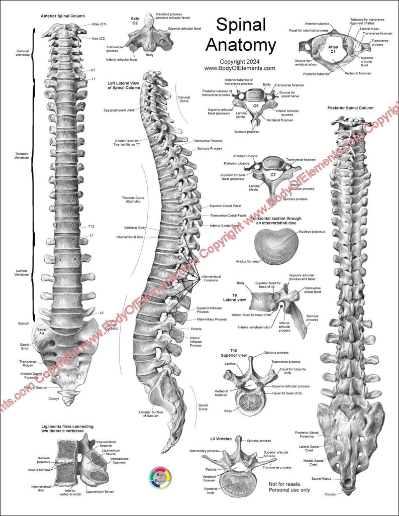 Spinal Anatomy Study Reference Clinic Handout Chiropractic Medical 8.5 ...