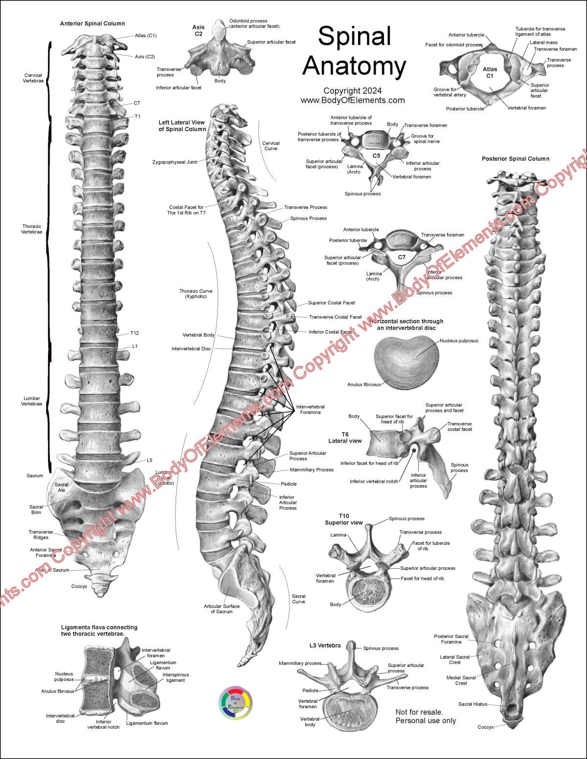 Spinal Anatomy Study Reference Clinic Handout Chiropractic Medical 8.5 ...