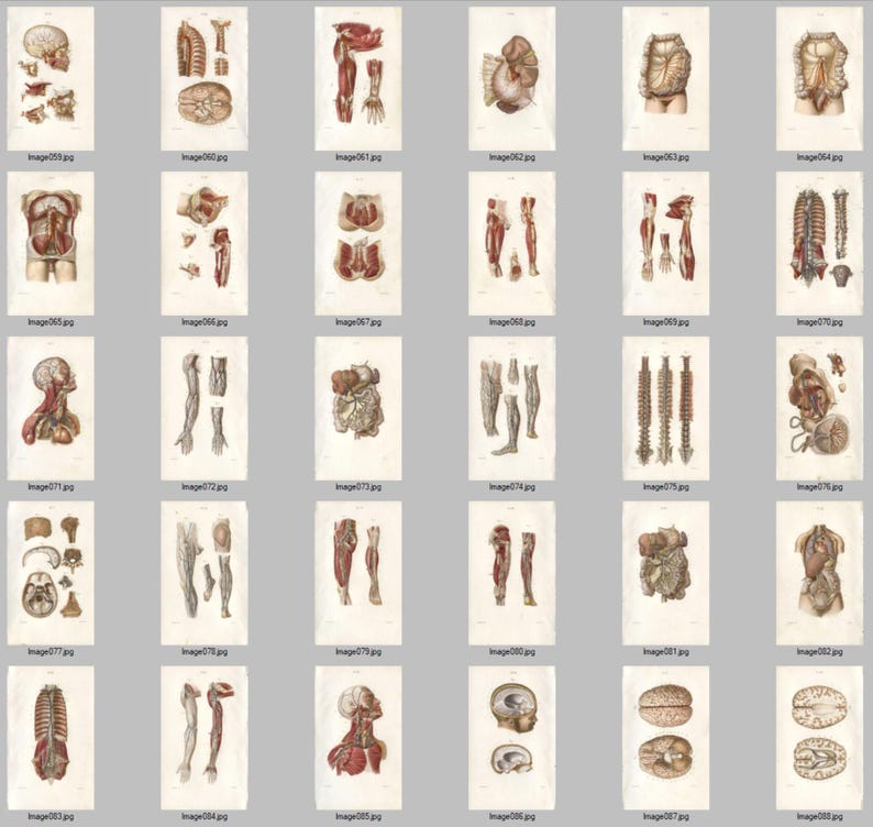 Vintage Old 1852 Anatomy 112 Illustrations Medical Ephemera Digital ...