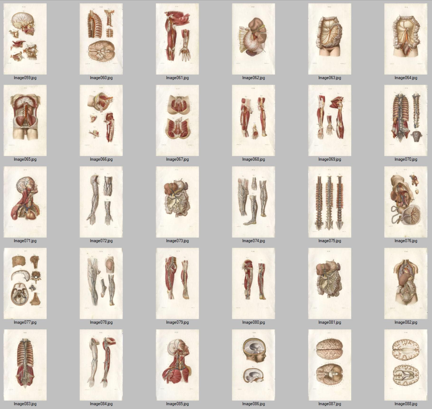 Vintage Old 1852 Anatomy 112 Illustrations Medical Ephemera Digital ...