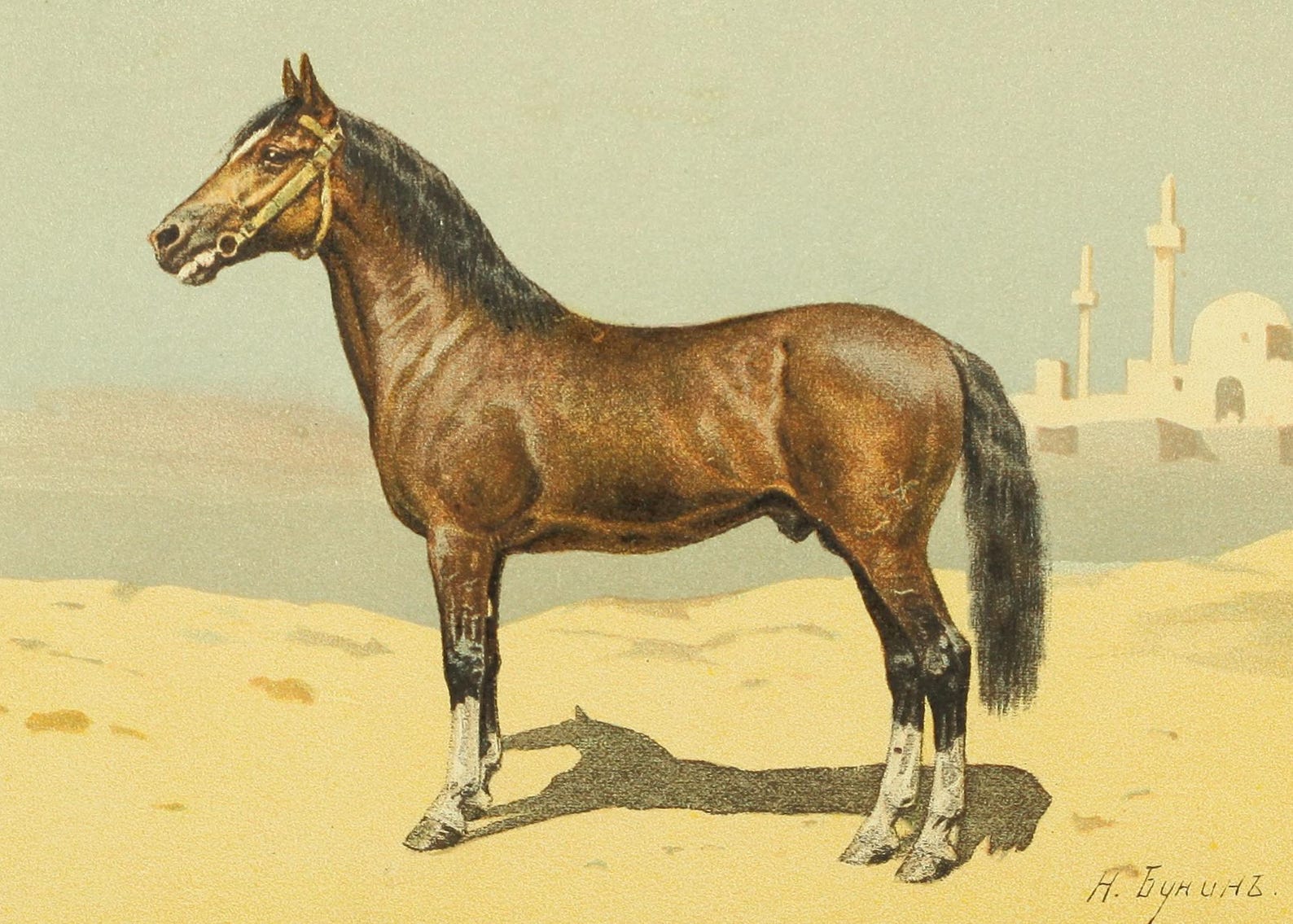 Horse Equestrian 95 Vintage Old Horseback Riding Ephemera Digital Print ...