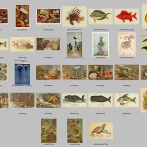 Sea Life Fish Ocean Vintage Old Illustrations Ephemera Digital Print ...
