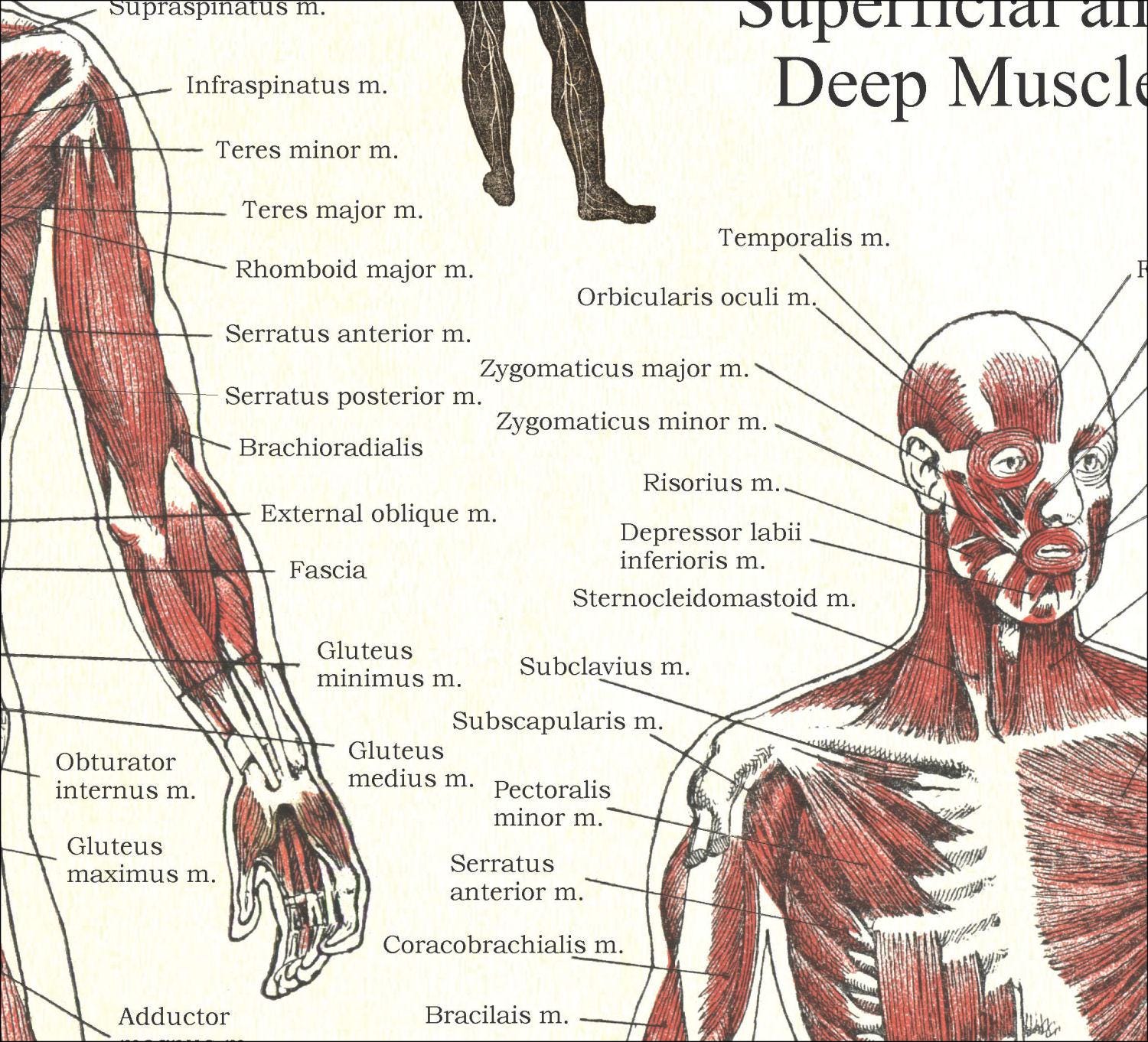 Muscles Anatomy Poster Human Anatomical Wall Chart Digital Download ...