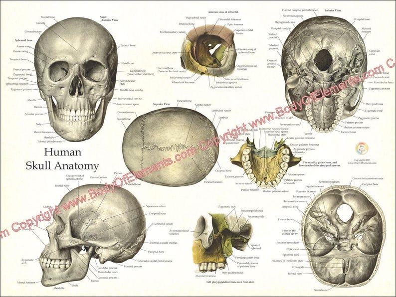 Human Skull Skeletal Bones Anatomy Anatomical Cranium Medical Print ...