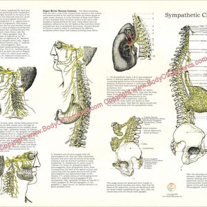 Osteopathic Sympathetic Chain Nerve Plexuses Vasomotor System Spinal ...