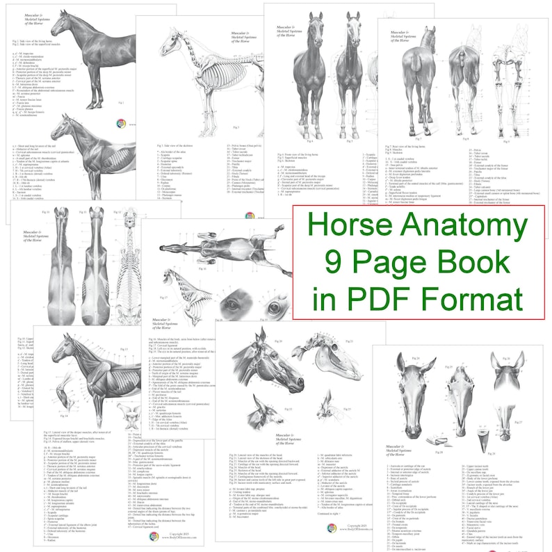 Horse Anatomy Book With Illustrations of the Muscles & Bones Veterinary ...