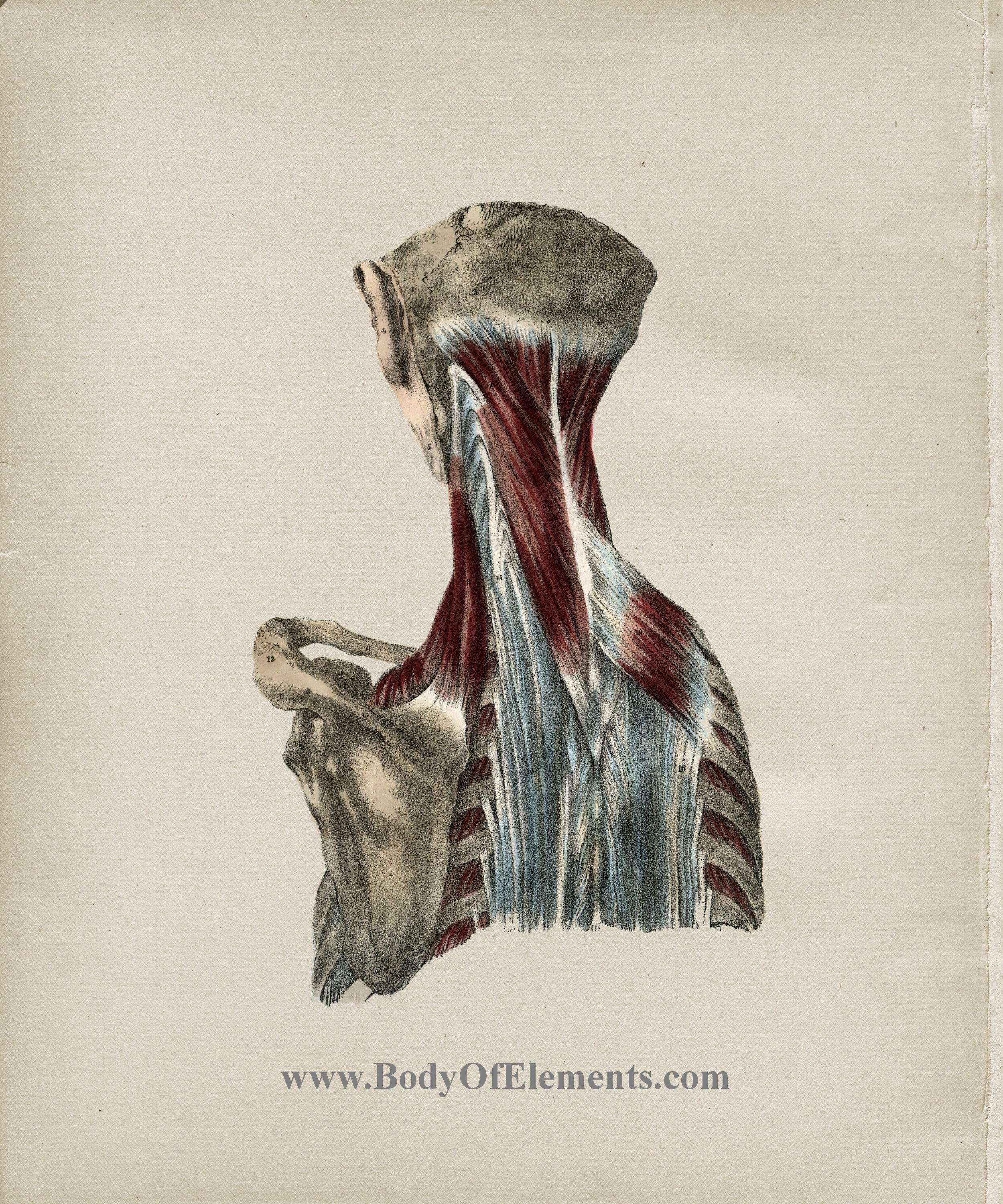Vintage Medical Ephemera 27 Digital Print Download Junk Journal Anatomy ...