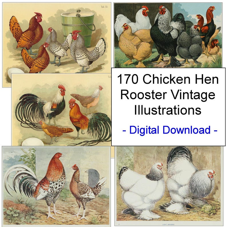 Chicken Hen Rooster 170 Vintage Prints Digital Download Junk Journal ...