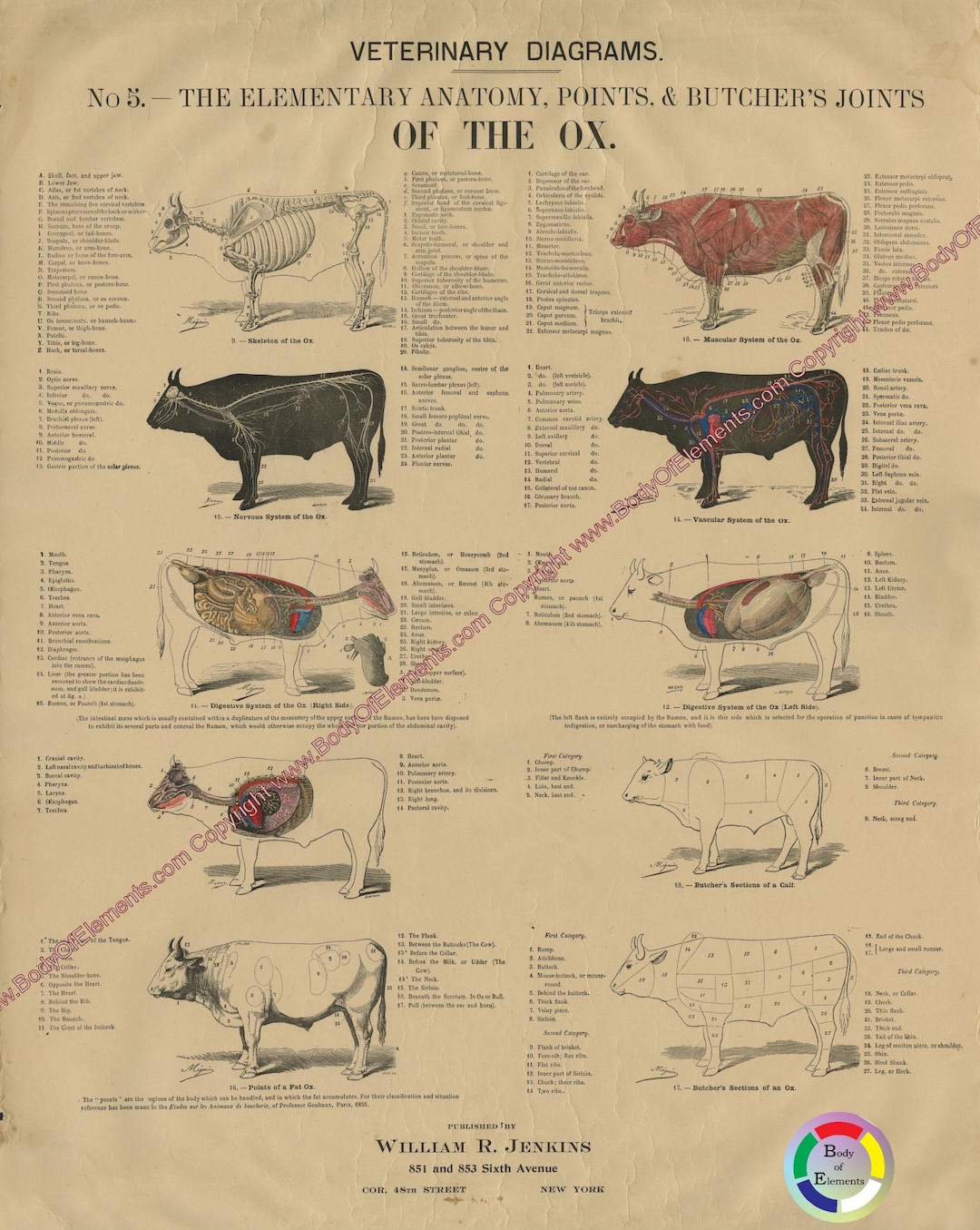 Veterinary Ox Cow Anatomy Illustrations Anatomical Poster Handout ...